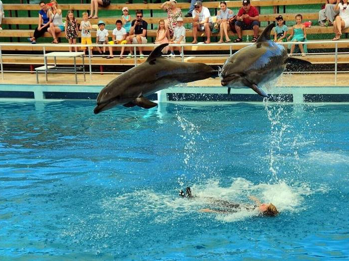 Delphin Show